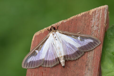 Box tree moth | The Wildlife Trusts